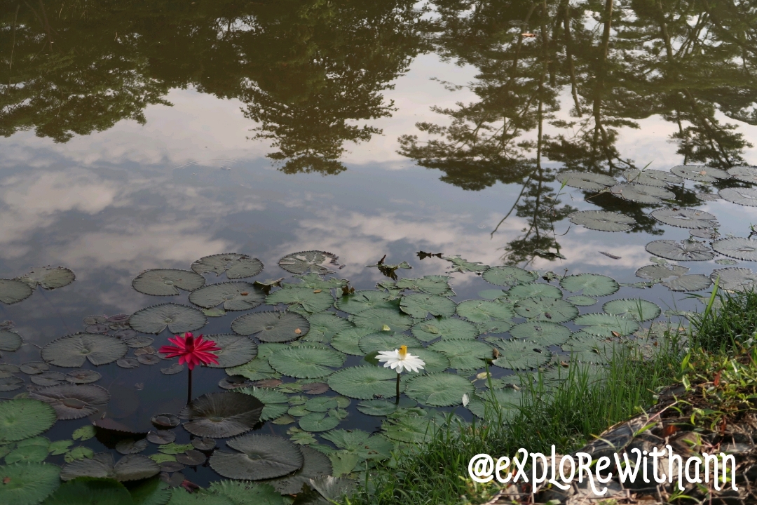 Singapore – Springfield Nature Park – Explorewithann